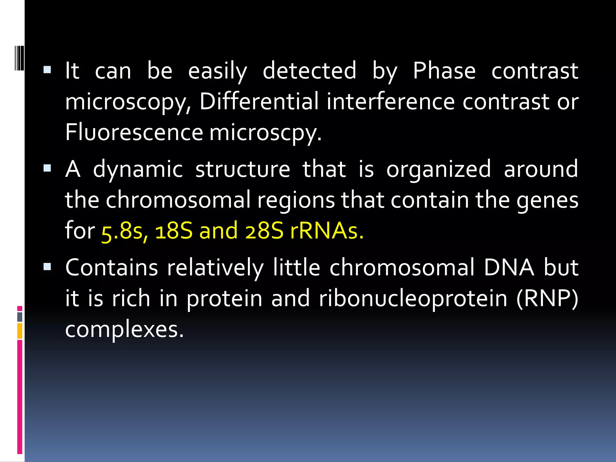 Multifunctional nucleolus in Plant cell growth and development. | PPTX