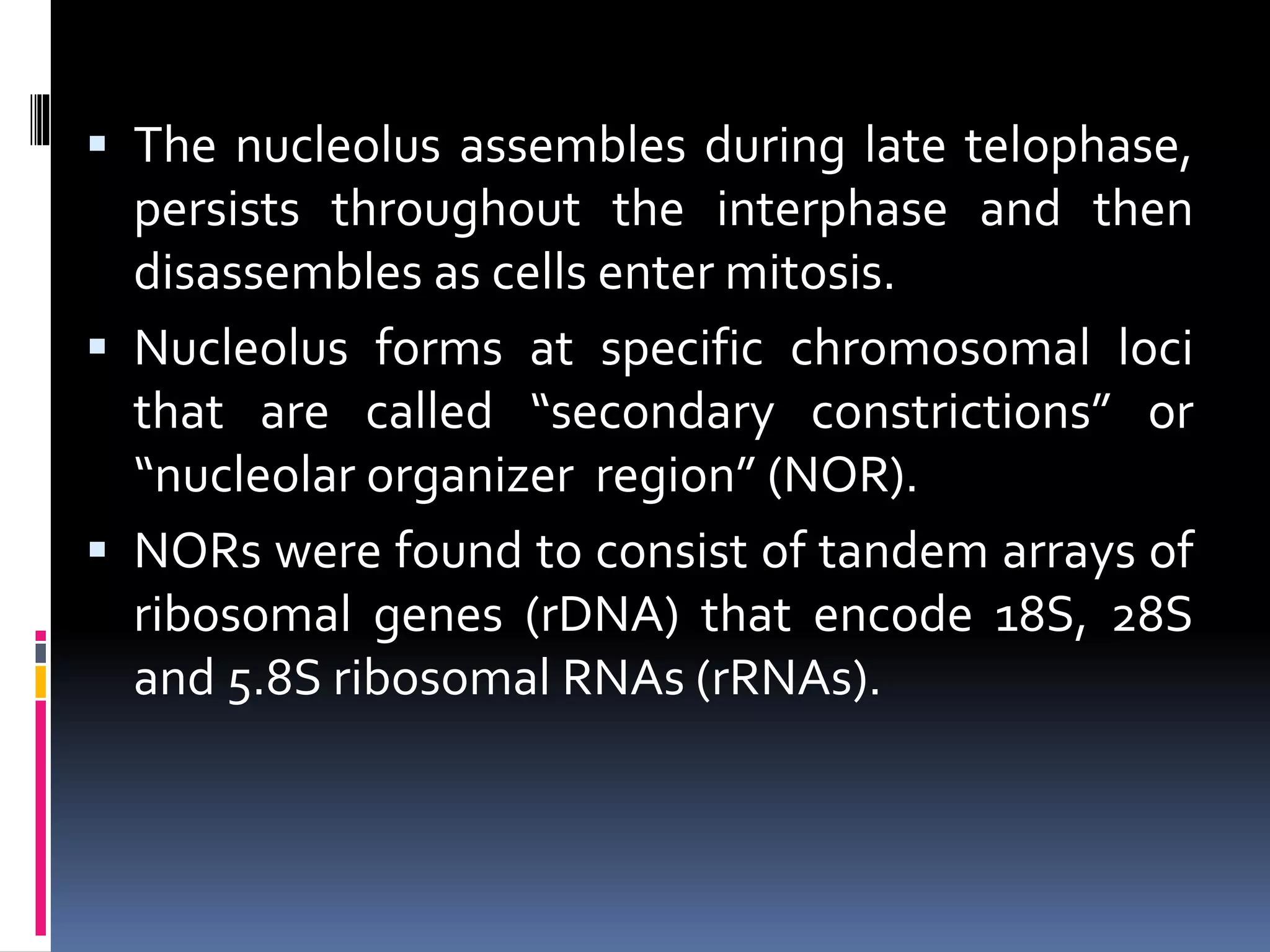 Multifunctional nucleolus in Plant cell growth and development. | PPTX