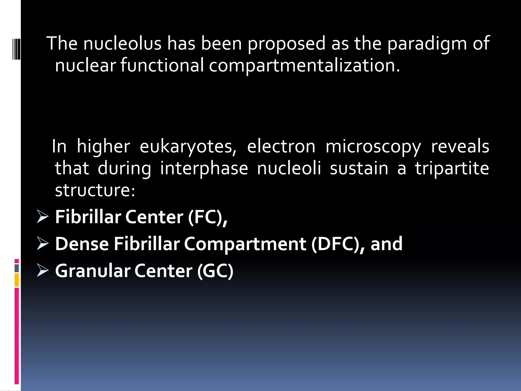 Multifunctional nucleolus in Plant cell growth and development. | PPTX