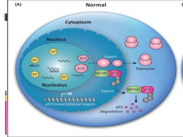 Multifunctional nucleolus in Plant cell growth and development. | PPT