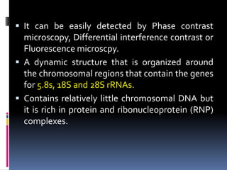 Multifunctional nucleolus in Plant cell growth and development. | PPTX
