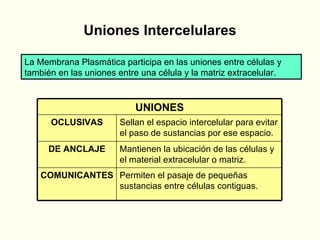 Uniones Celulares. 2º Bachillerato. Biología | PPT