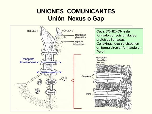 Uniones Celulares. 2º Bachillerato. Biología