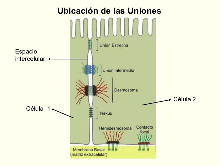 Uniones Celulares. 2º Bachillerato. Biología