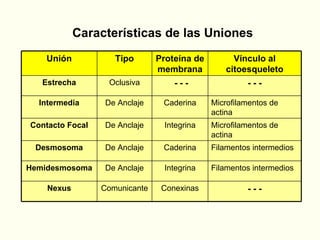 Uniones Celulares | PPT