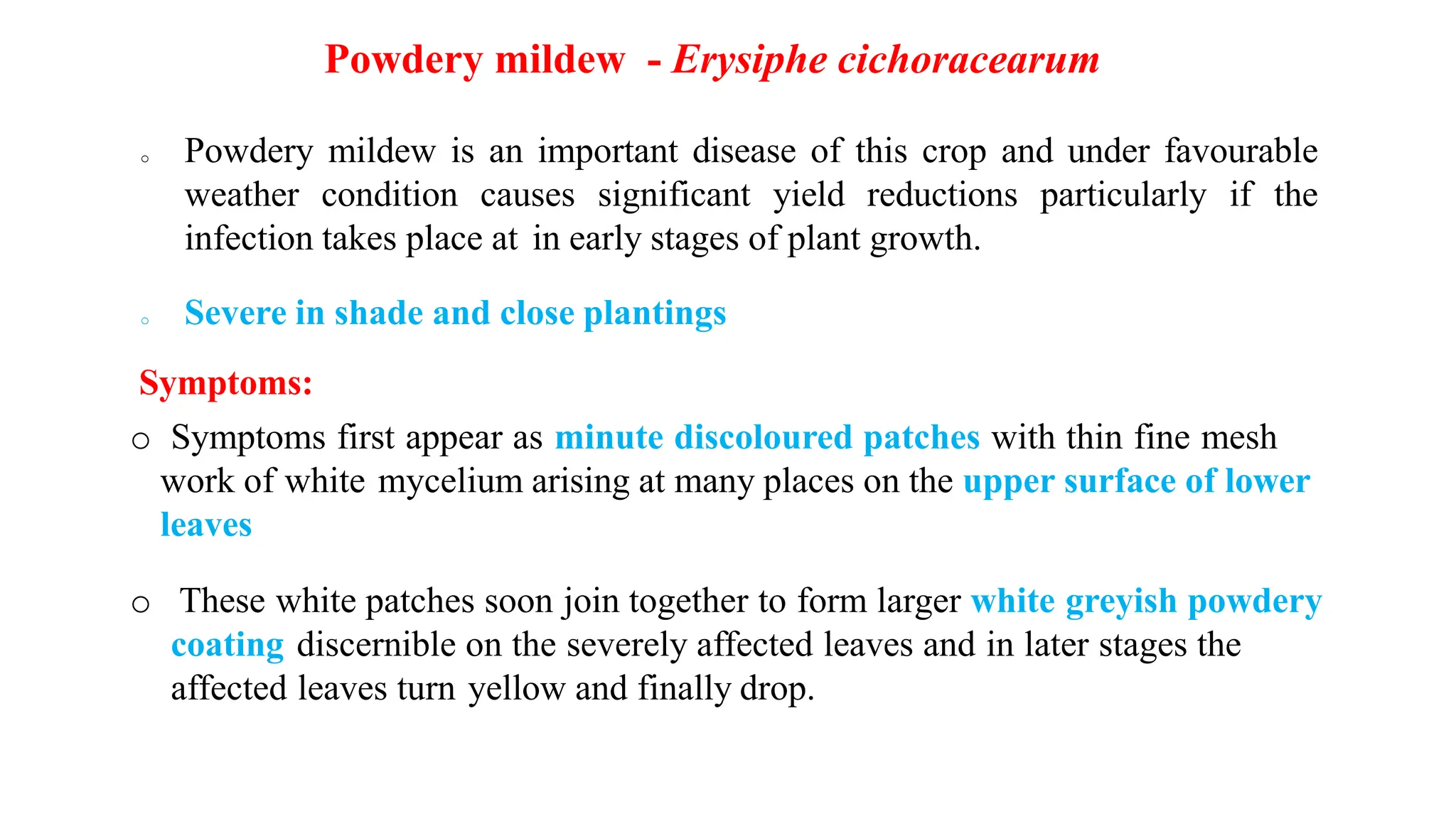 Bhend disease,symptoms,management,disease cycle | PDF