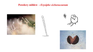 Bhend disease,symptoms,management,disease cycle | PDF