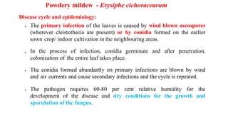 Bhend disease,symptoms,management,disease cycle | PDF
