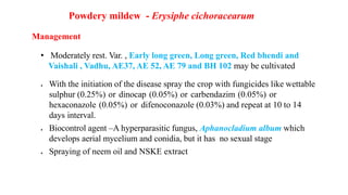 Bhend disease,symptoms,management,disease cycle | PDF