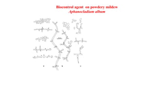 Bhend disease,symptoms,management,disease cycle | PDF