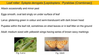 Insect pests of Bhendi and potato and their managment | PPTX