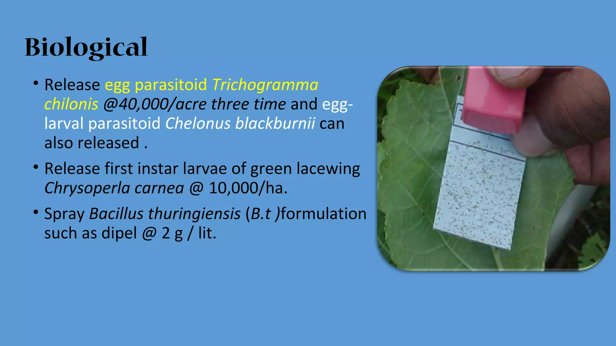 Bhendi shoot and fruit borer | PPT