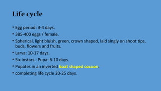 Bhendi shoot and fruit borer | PPT