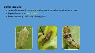 Bhendi shoot and fruit borer | PPT
