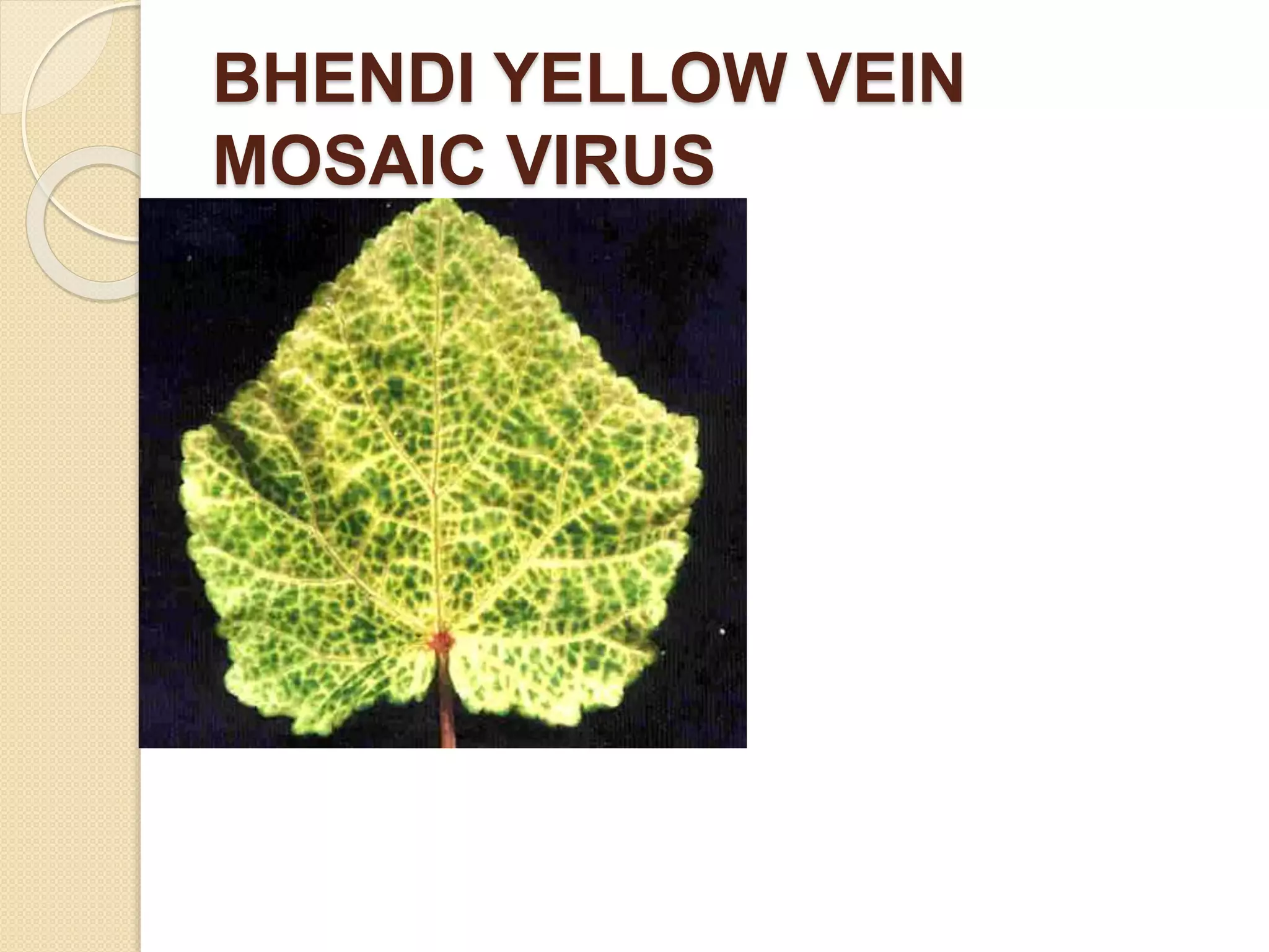 Bhendi yellow vein mosaic virus | PPTX