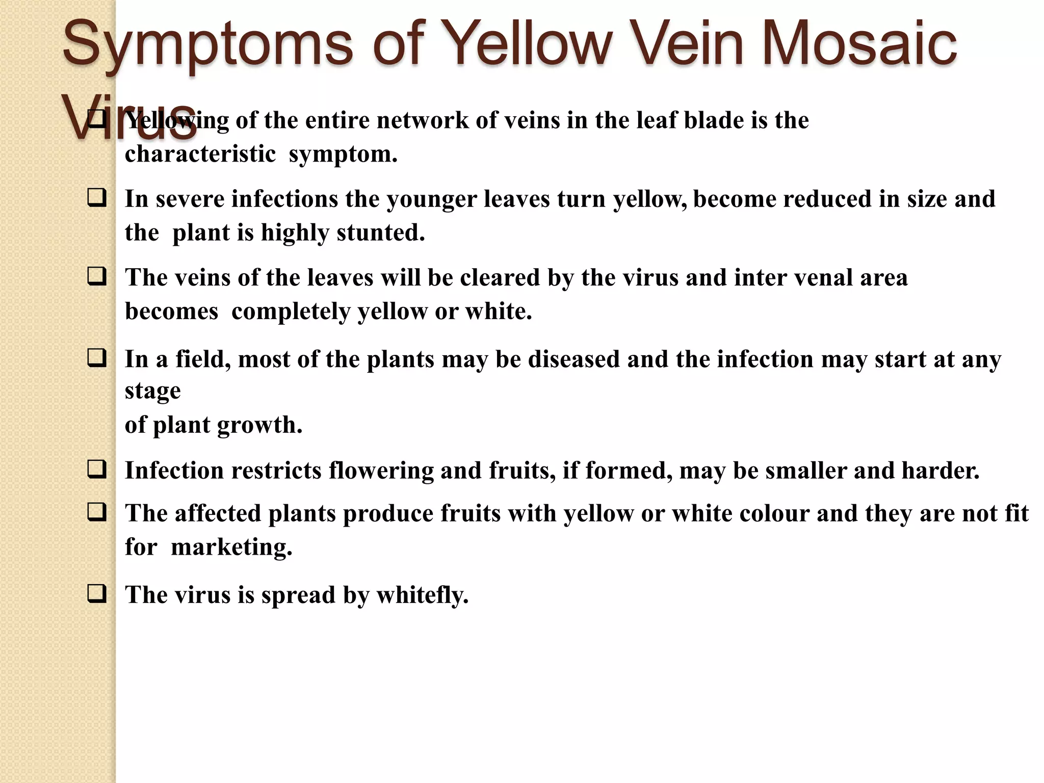 Bhendi yellow vein mosaic virus | PPTX