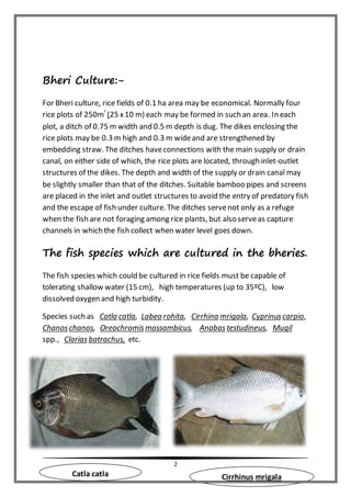 Bheri farming: shore based aquaculture | DOCX