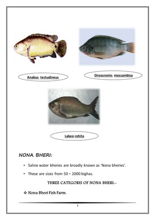 Bheri farming: shore based aquaculture | DOCX