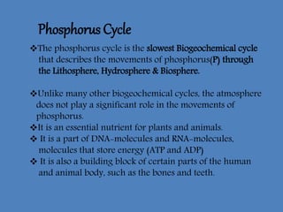 biogeochemical cycle | PPTX