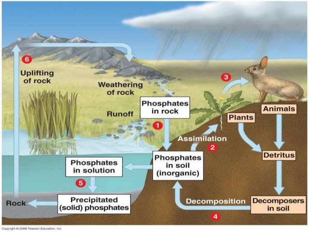 biogeochemical cycle | PPT