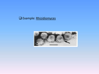 Bhimsen fungi | PPTX