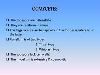 Bhimsen fungi | PPTX