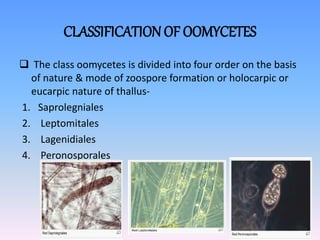 Bhimsen fungi | PPTX