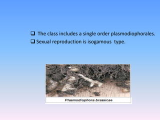 Bhimsen fungi | PPTX