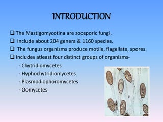 Bhimsen fungi | PPTX