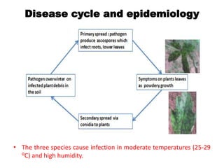 Diseases of Bhindi | PPTX