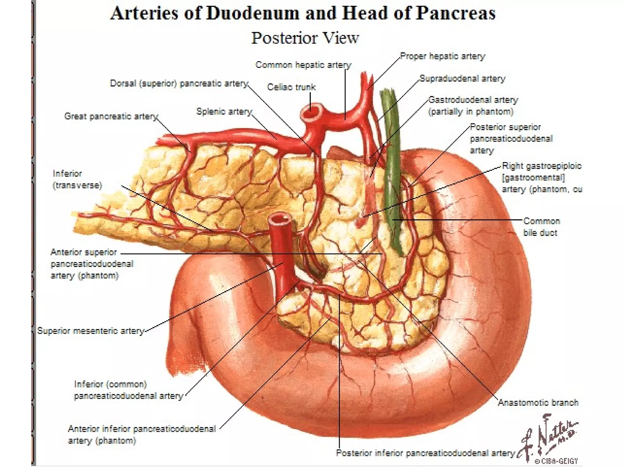 Bhn anatomi tractus digestivus 2010 unaya | PPT