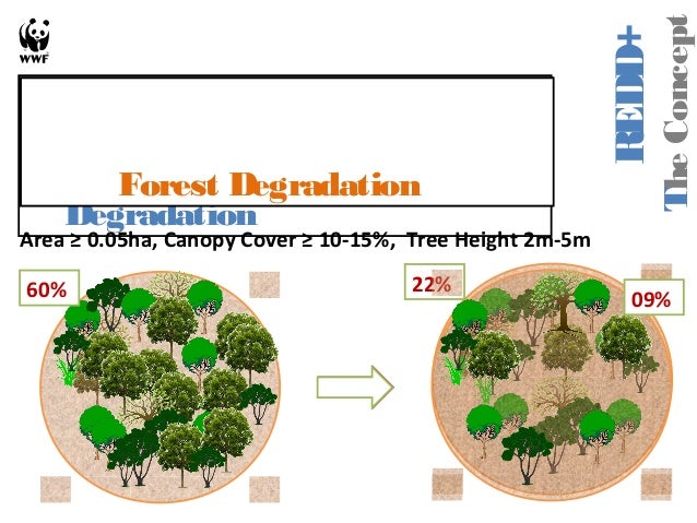 Role of Non wood forest produce (NWFP) in providing livelihoods