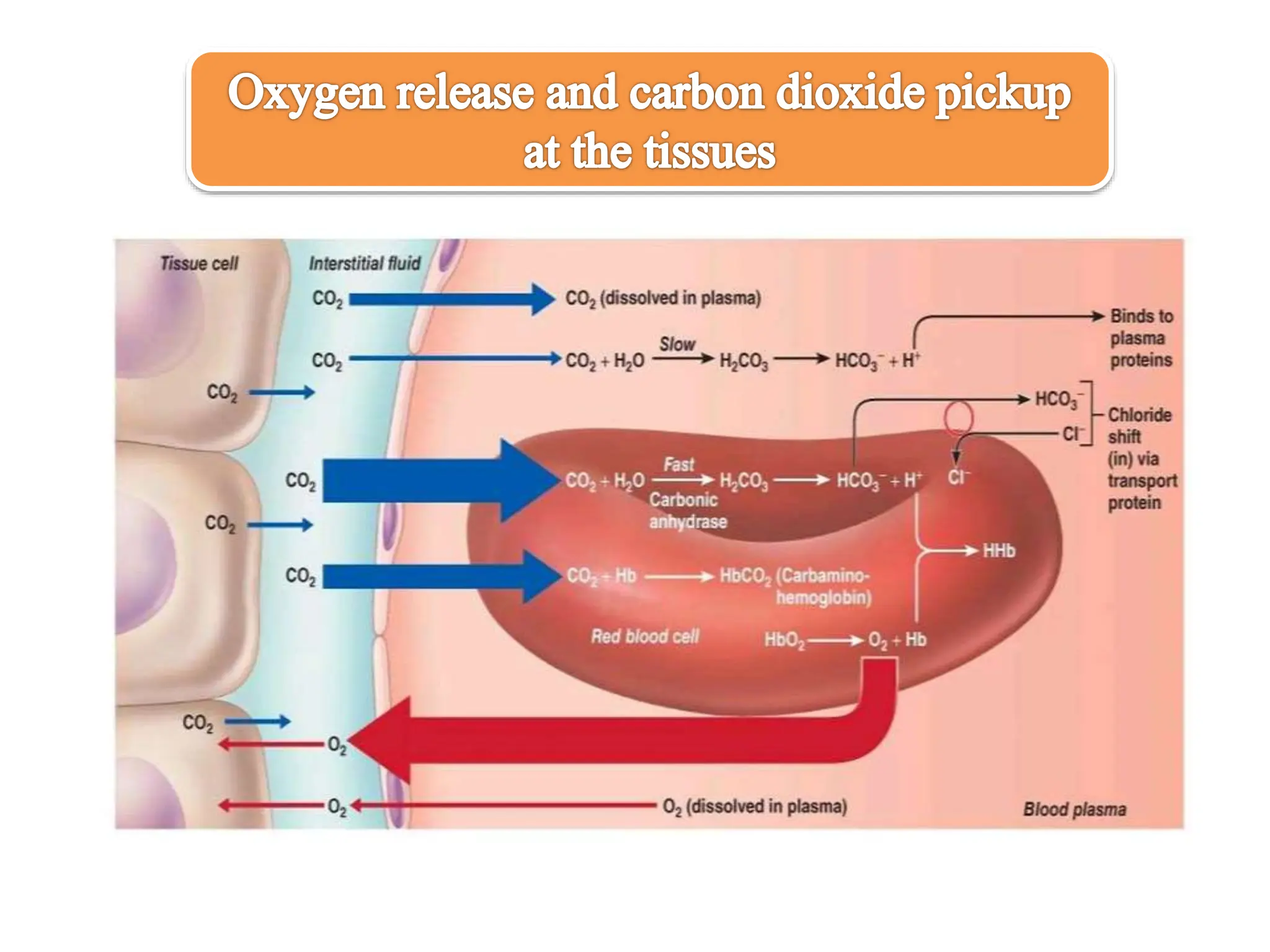 Bhor and Haldane effect.pptx. bio inorganic | PPTX