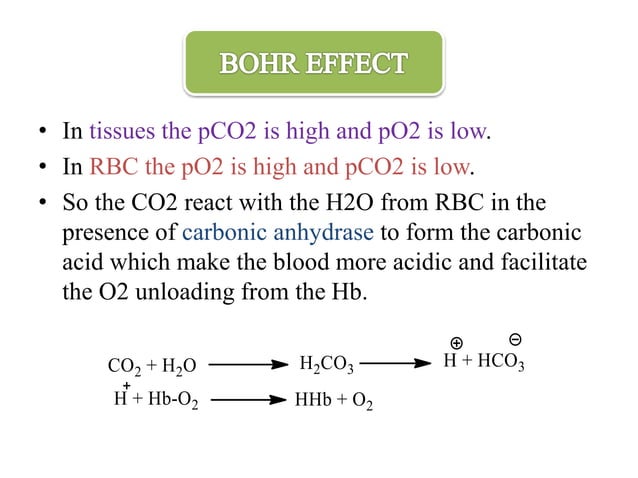 Bhor and Haldane effect.pptx. bio inorganic | PPTX | Blood Disorders ...