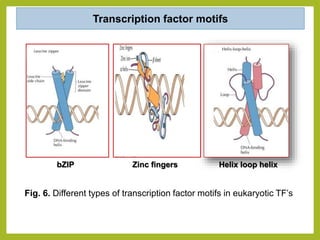 Transcription factors and their role in plant disease resistance | PPTX