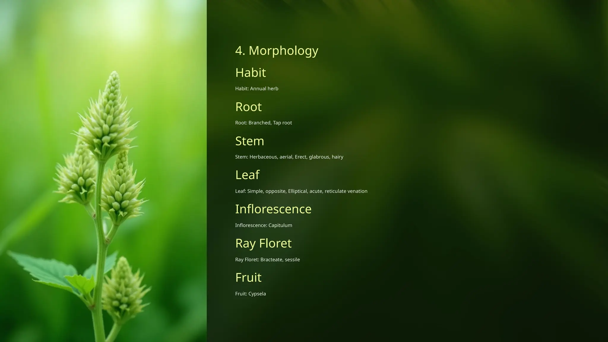 Bhrungaraja – The King of Hair Herbs | Ayurvedic & Scientific ...