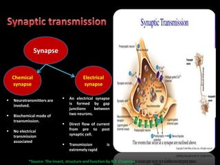 Insect Neurotransmitters and Receptors by B. Adhikari | PPTX