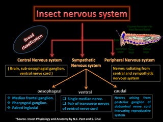 Insect Neurotransmitters and Receptors by B. Adhikari | PPTX