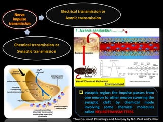 Insect Neurotransmitters and Receptors by B. Adhikari | PPTX