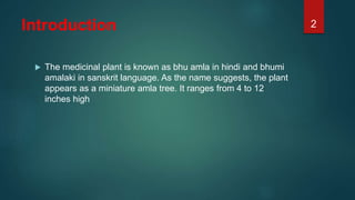 Bhumyamalaki | PPTX