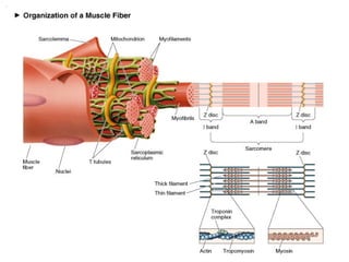 Musculature in vertebrates | PPT