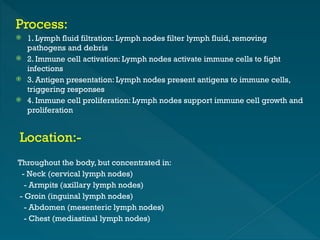 Secondary Lymphoid Organs -Immunotechnology | PPT