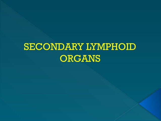 Secondary Lymphoid Organs -Immunotechnology | PPT