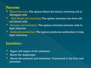 Secondary Lymphoid Organs -Immunotechnology | PPT