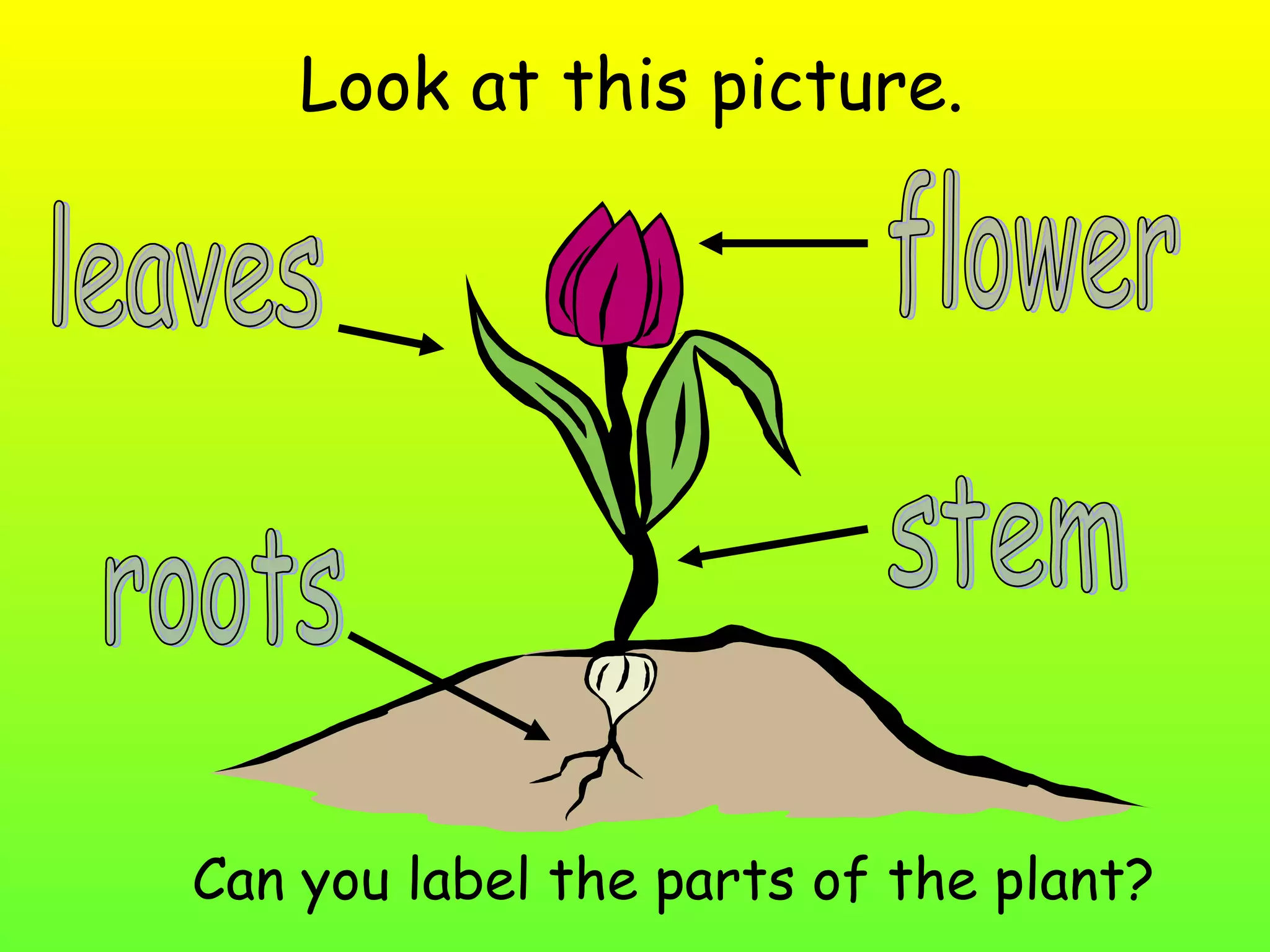 Biology ppt on parts of flower | PPT
