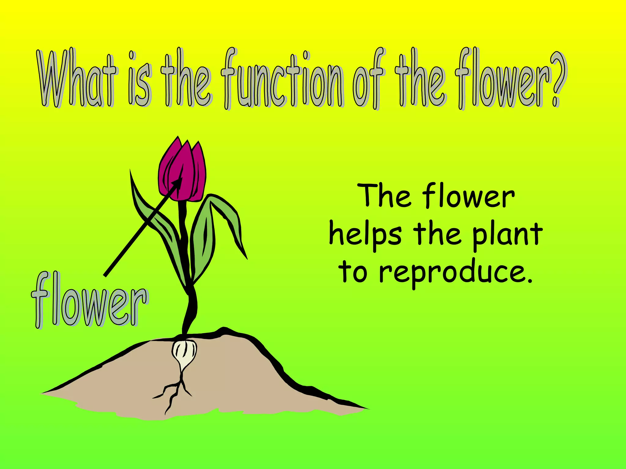 Biology ppt on parts of flower | PPT