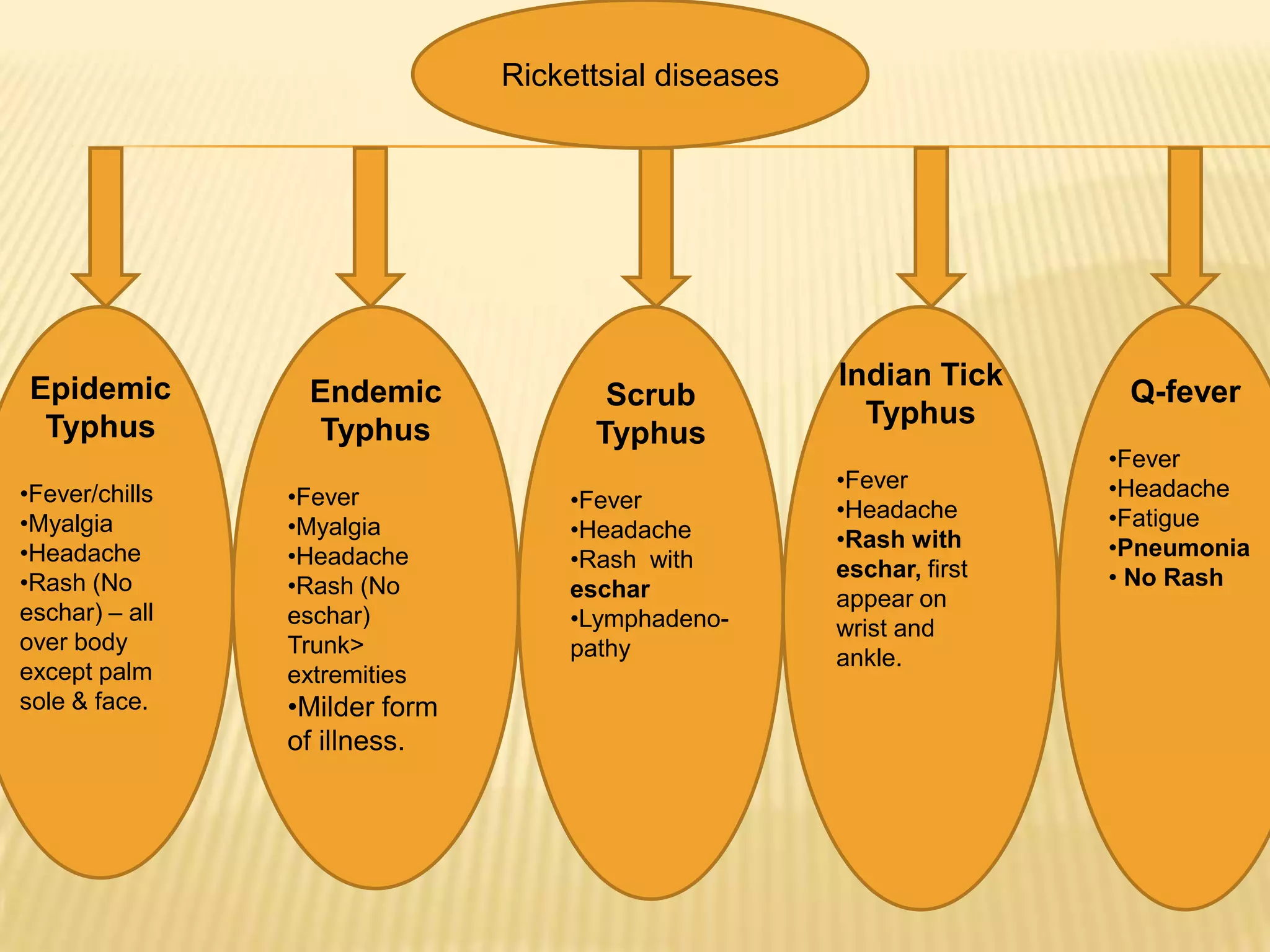 Bhuwan (rickettsial disease) | PPTX