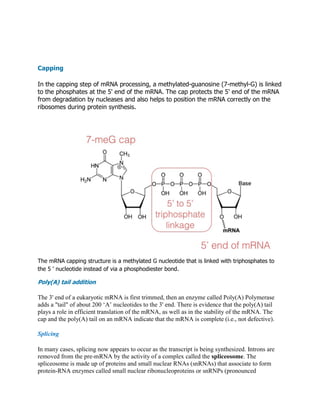 RNA Processing | PDF | Genetics | Science