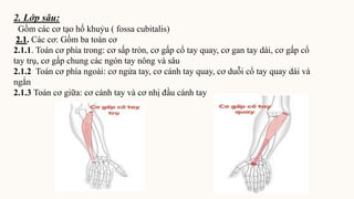 Bài-thuyết-trình-của-nhóm-1-lớp-YK23B-bộ-môn-giải-phẫu-học-phân-Khuỷu ...