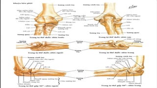 Bài-thuyết-trình-của-nhóm-1-lớp-YK23B-bộ-môn-giải-phẫu-học-phân-Khuỷu ...